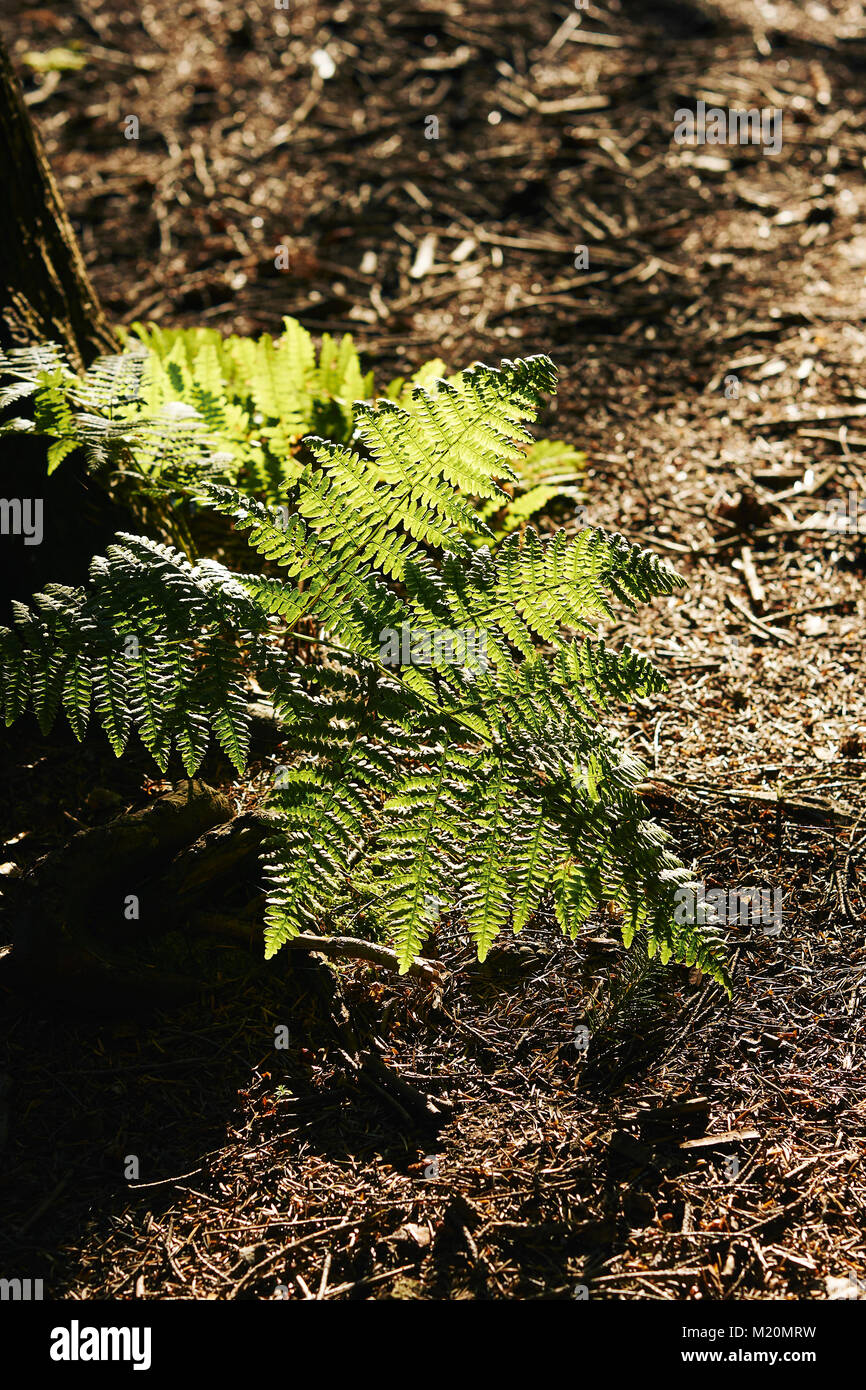 Images of nature from around yellow lake, a small lake in the urban ...