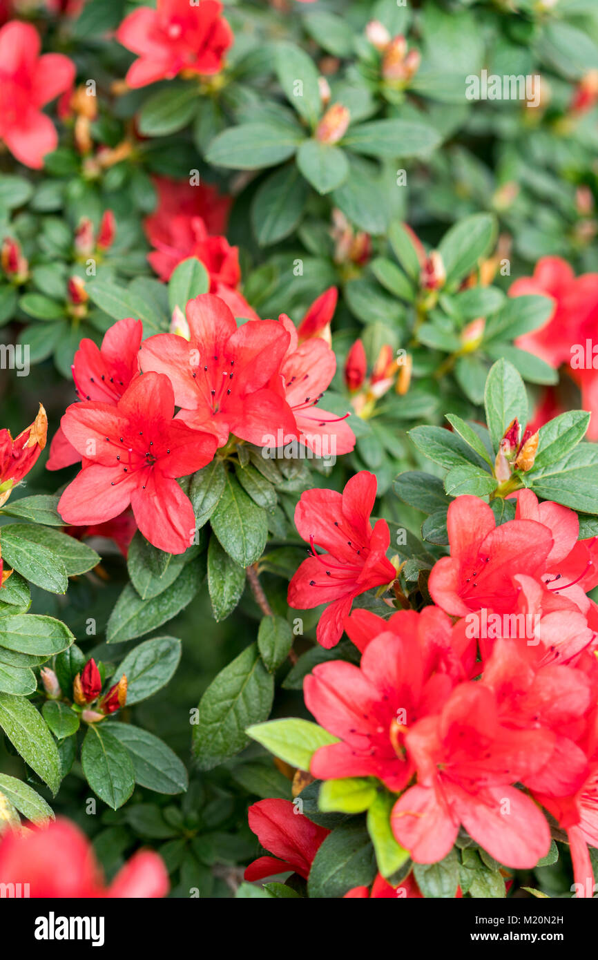Blossoming azalea flowers in summer Stock Photo - Alamy