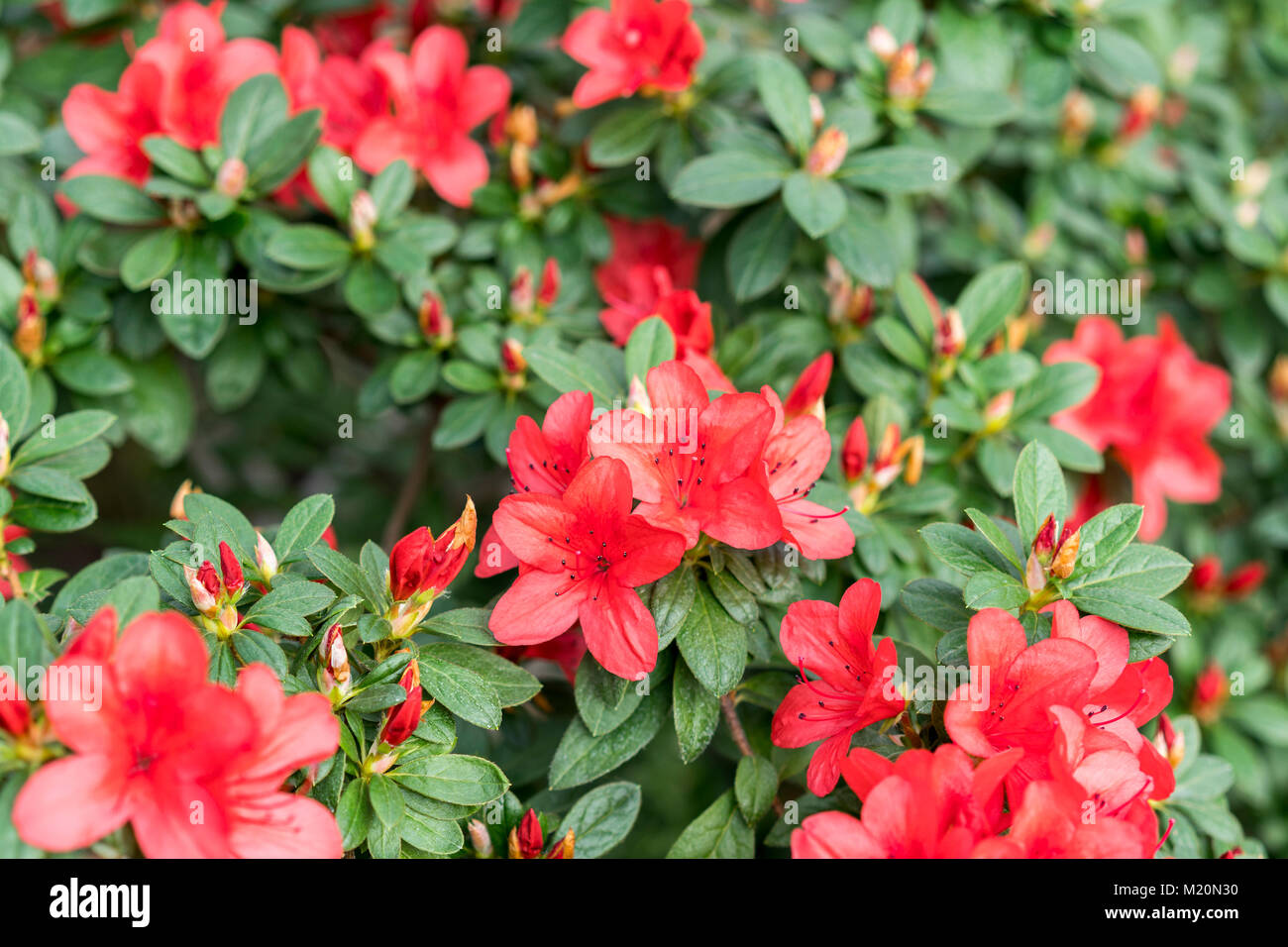 Big red azalea bush in the garden. Season of flowering azaleas Stock ...