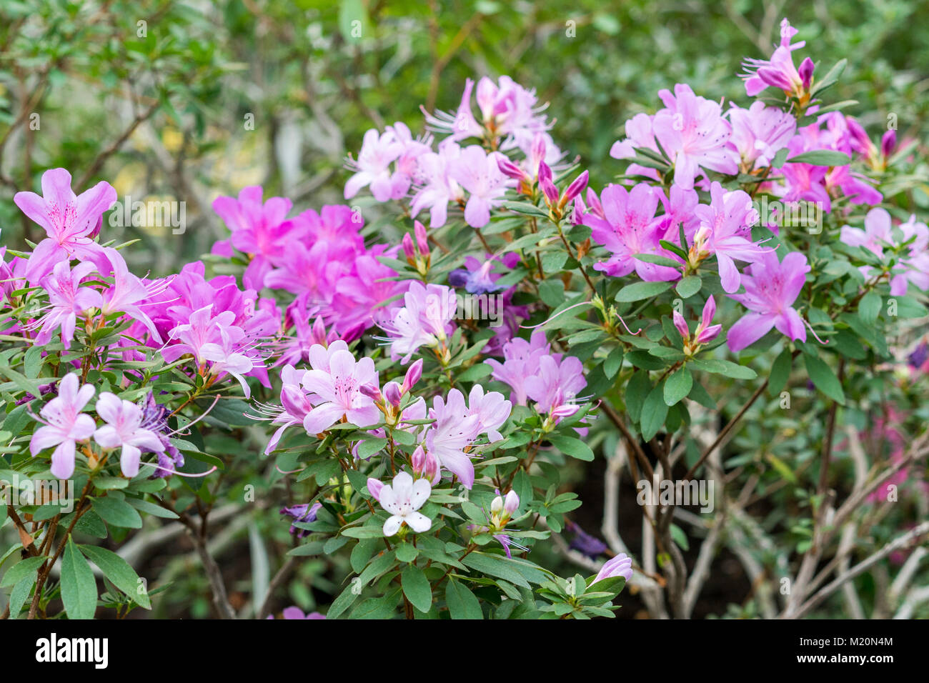 Big pink azalea bush in the garden. Season of flowering azaleas Stock ...