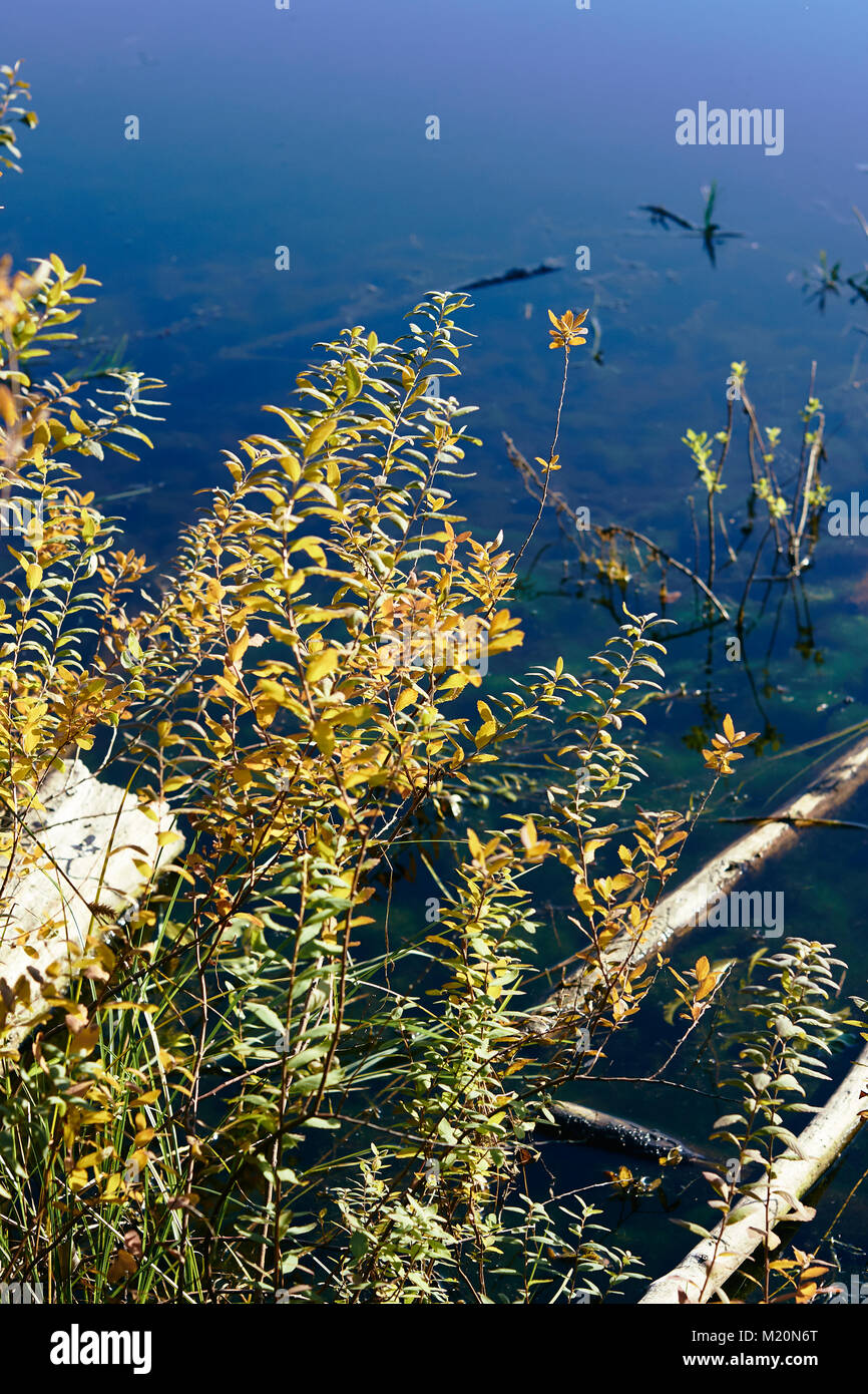 Images of nature from around yellow lake, a small lake in the urban ...