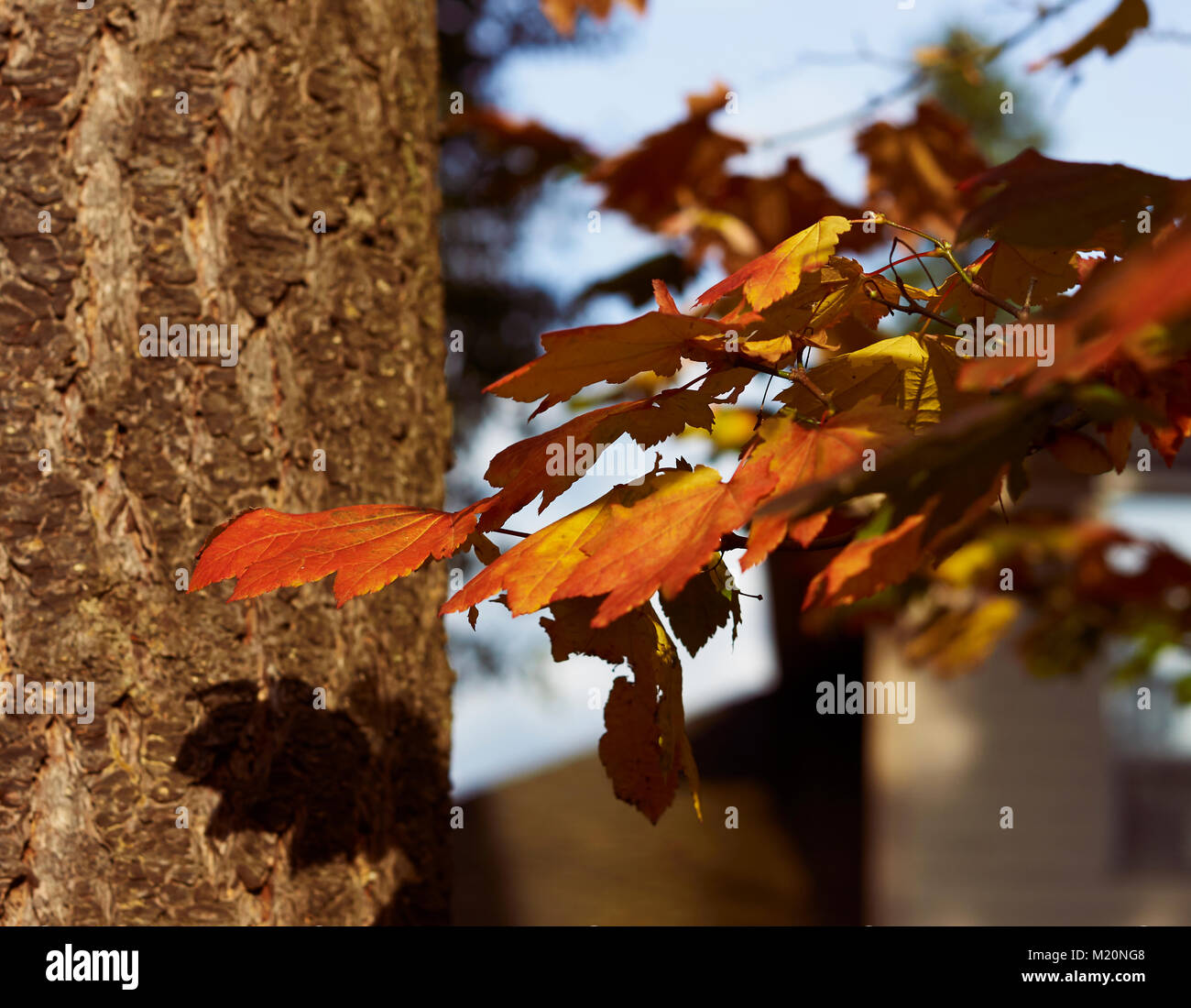 detail of oak leaves in autumn or fall showing the many variations of ...