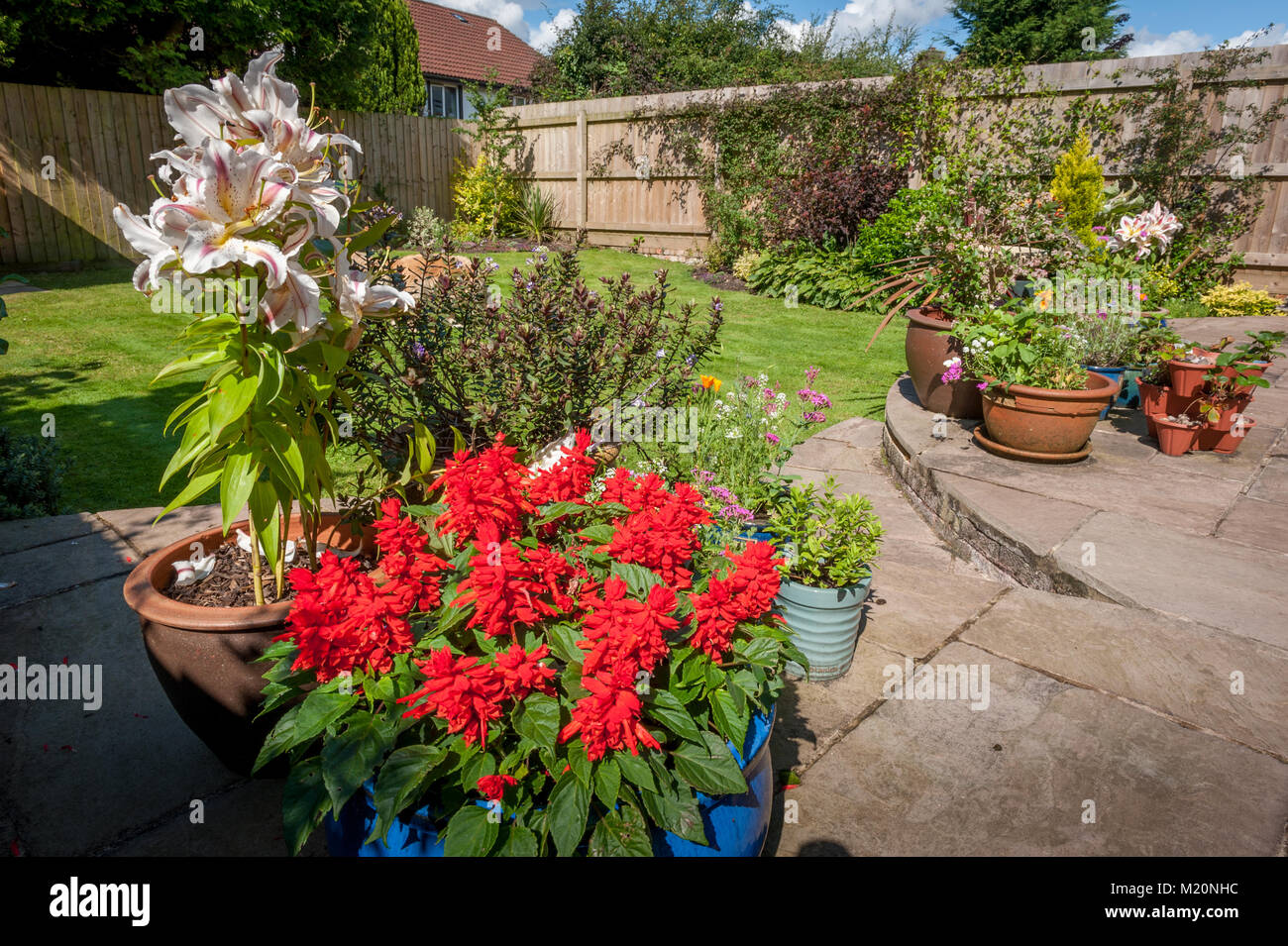 Potted garden plants Stock Photo - Alamy
