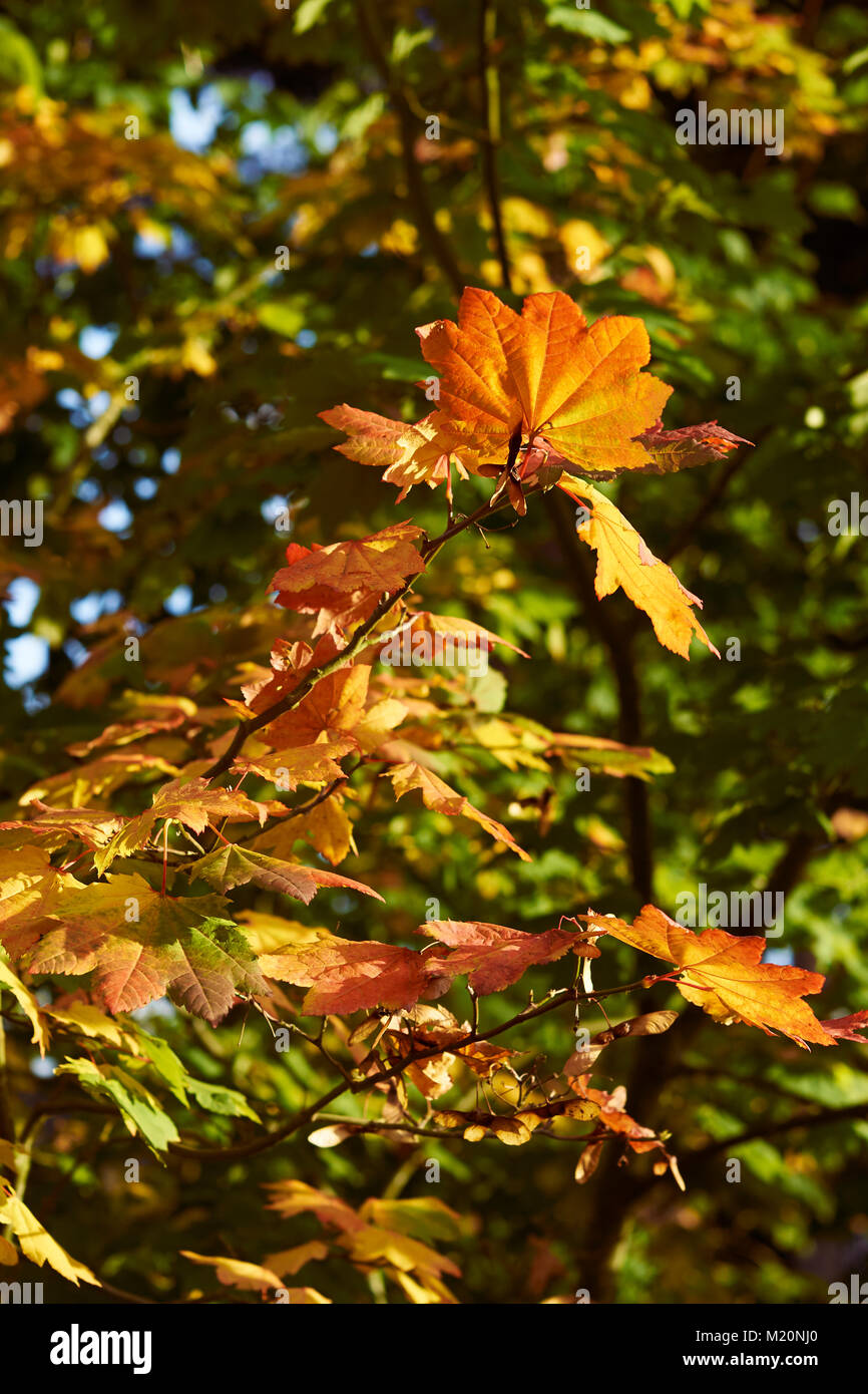 detail of oak leaves in autumn or fall showing the many variations of ...