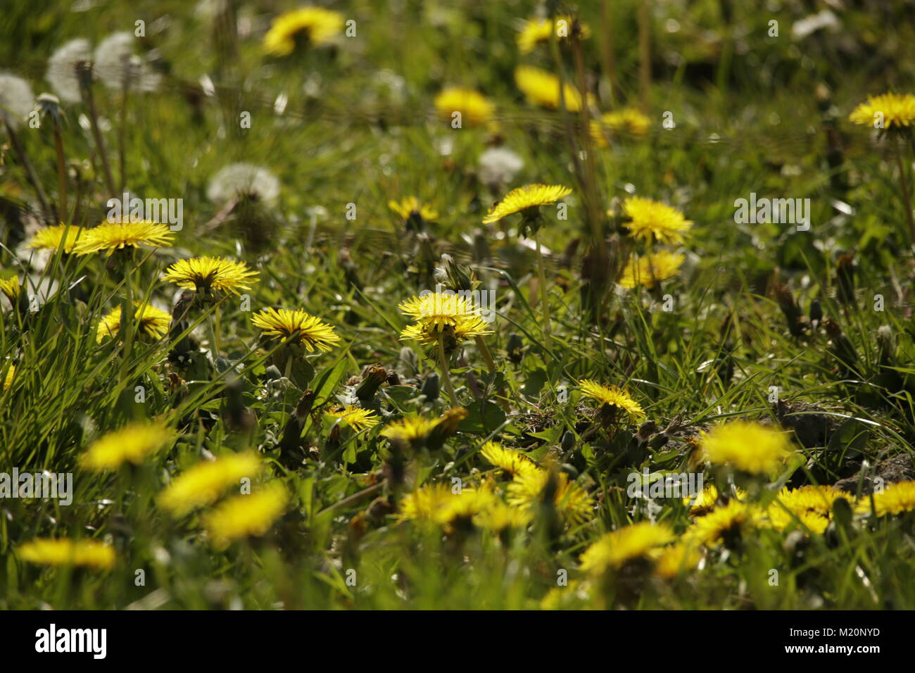 Dandelion flowers in bloom Stock Photo - Alamy