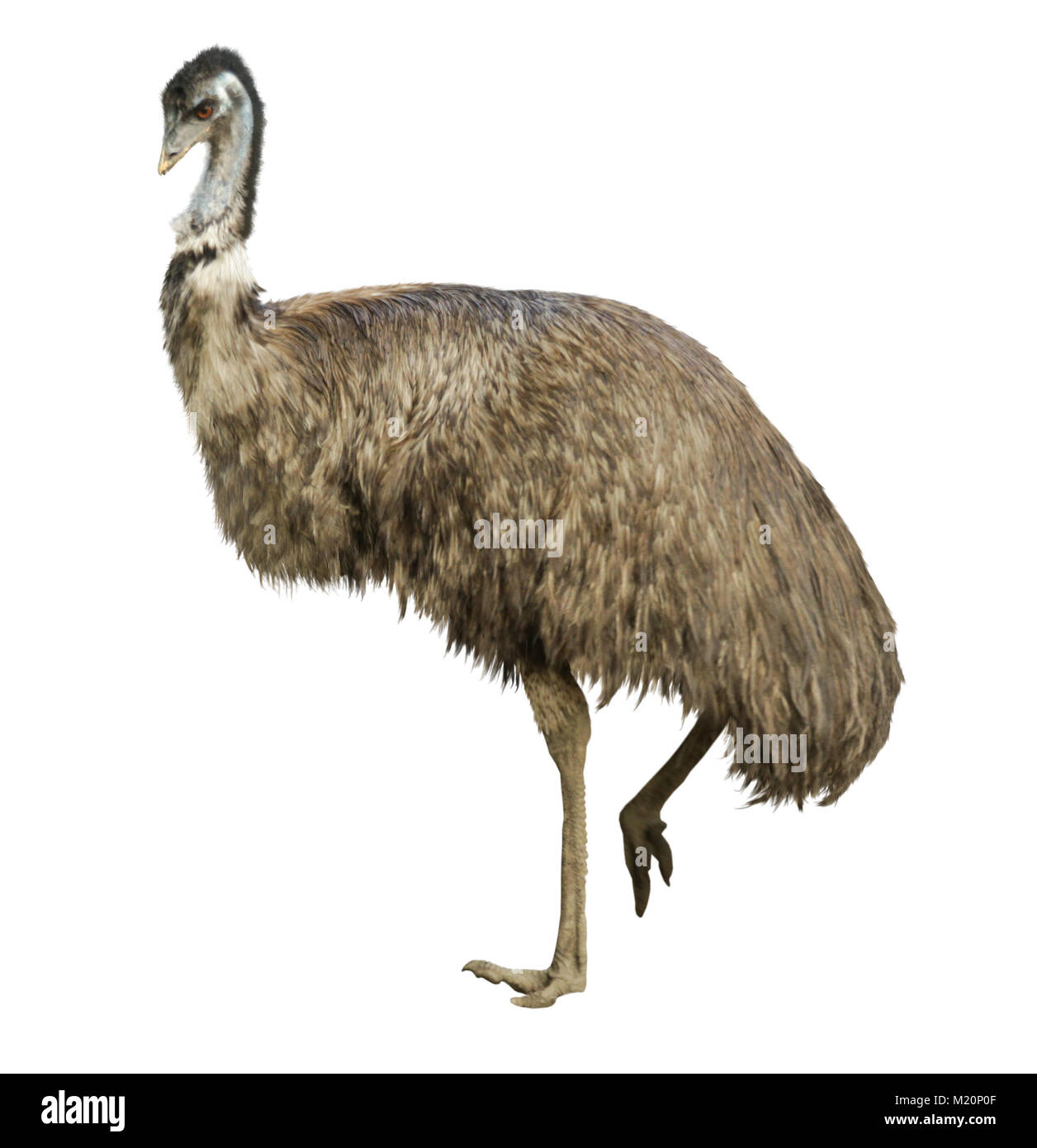 Adult ostrich isolated on white background Stock Photo - Alamy