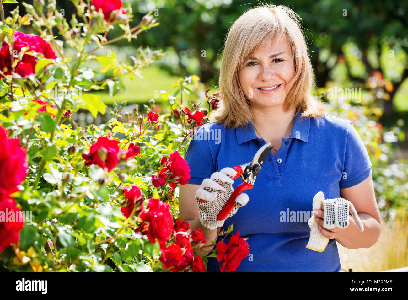 Smiling charming blond mature woman gardening red roses and holding ...