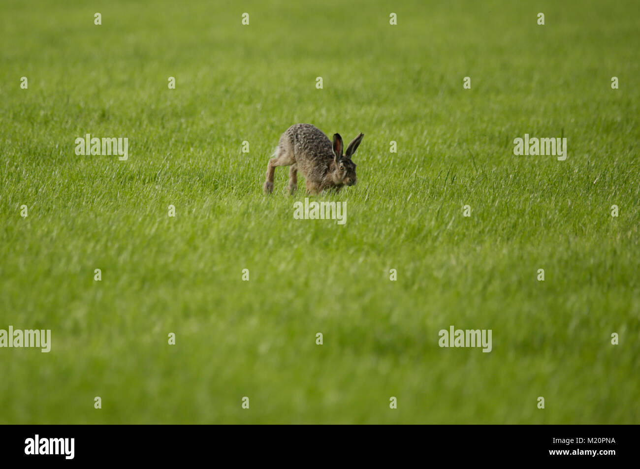 Hare in the grass field Stock Photo - Alamy