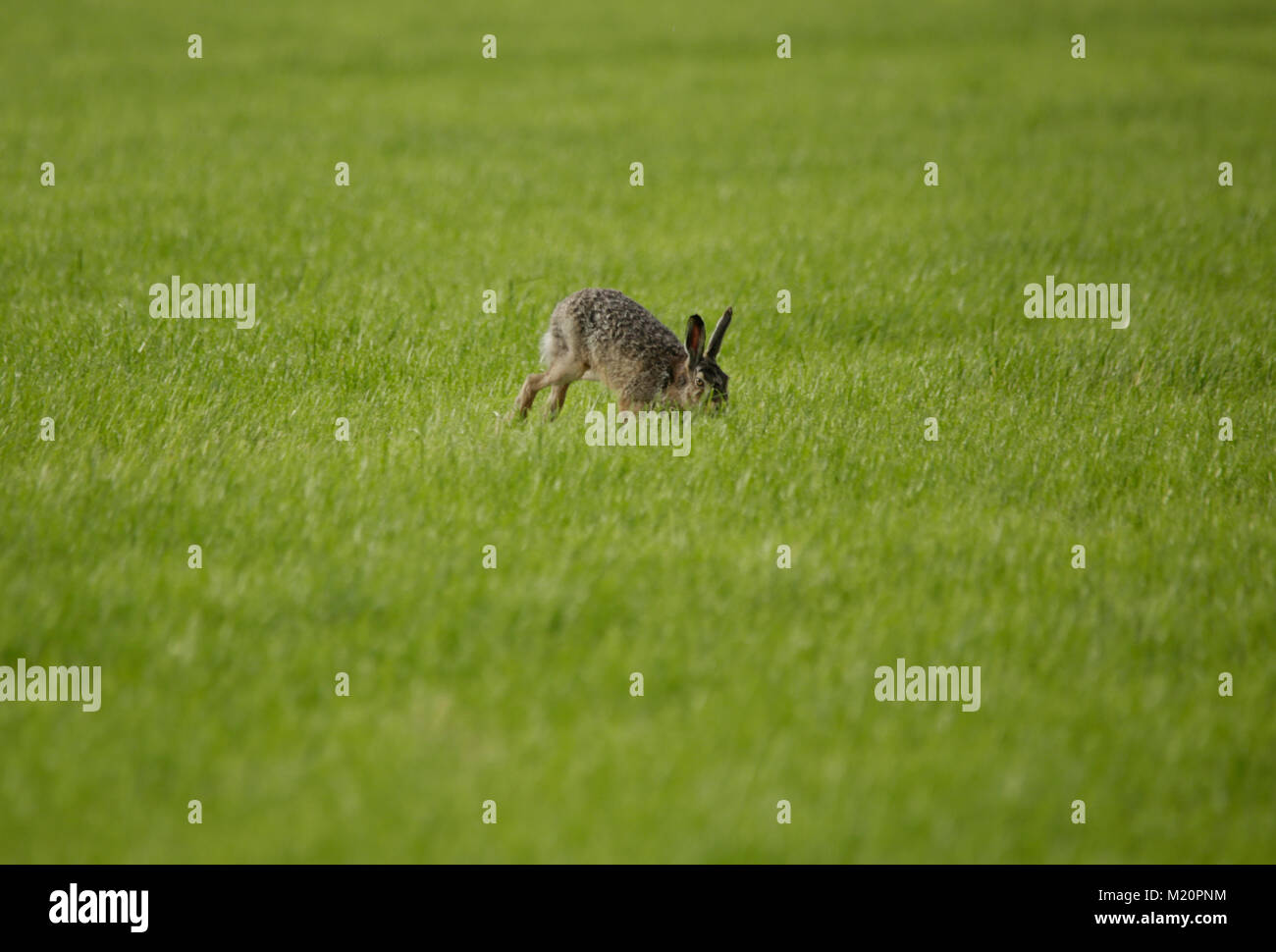 Hare in the grass field Stock Photo - Alamy
