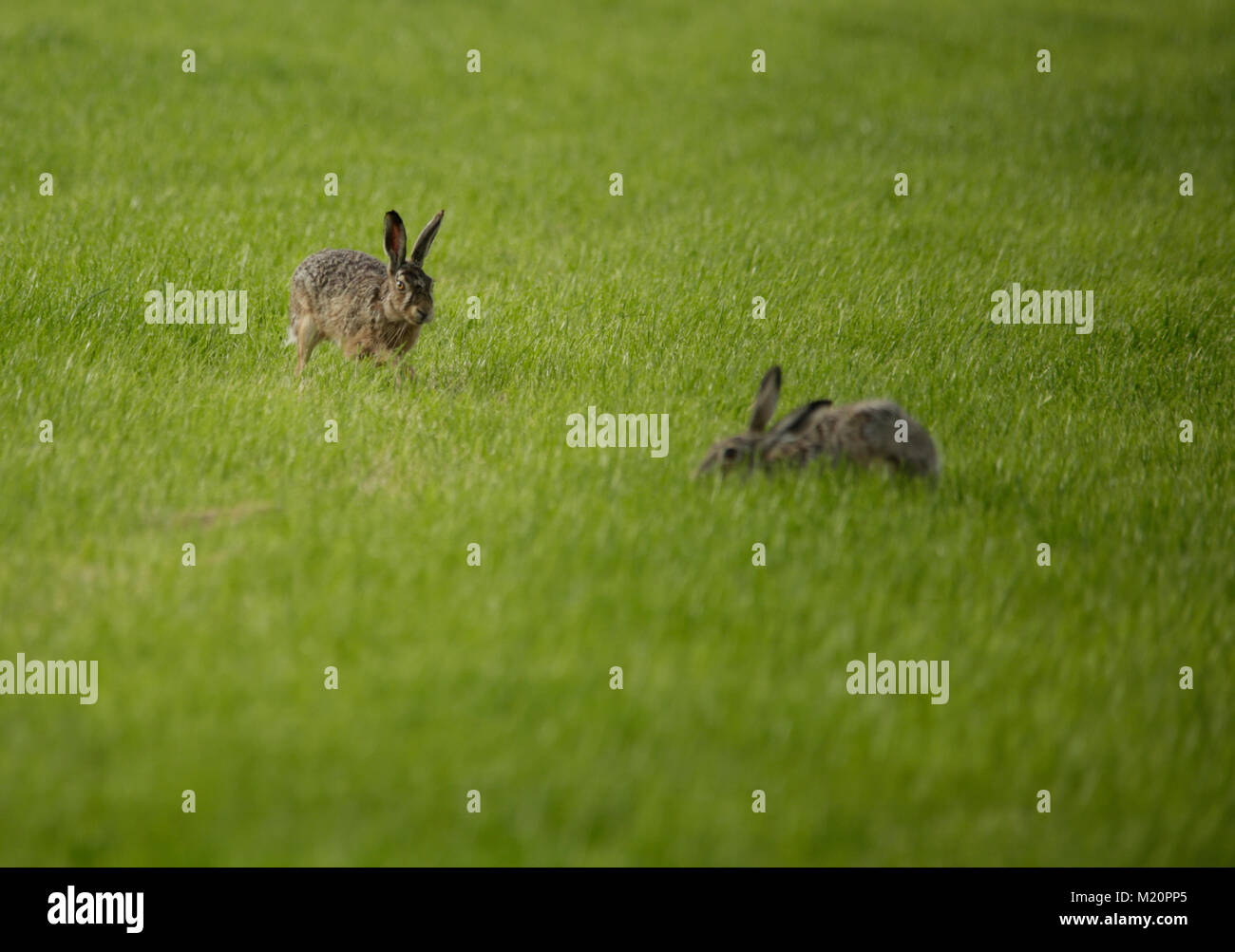 Hare in the grass field Stock Photo - Alamy