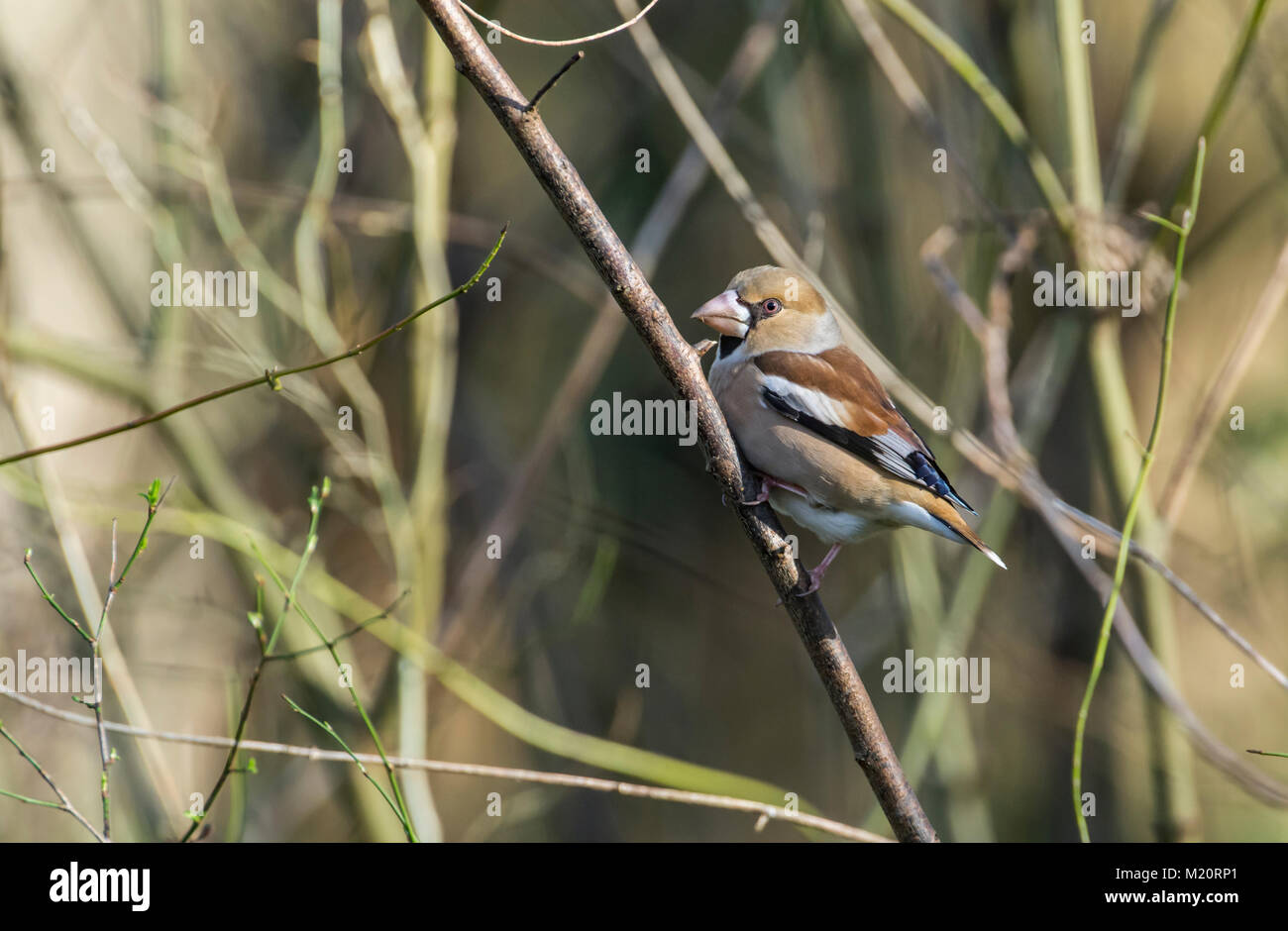 Hawfinch female hi-res stock photography and images - Alamy