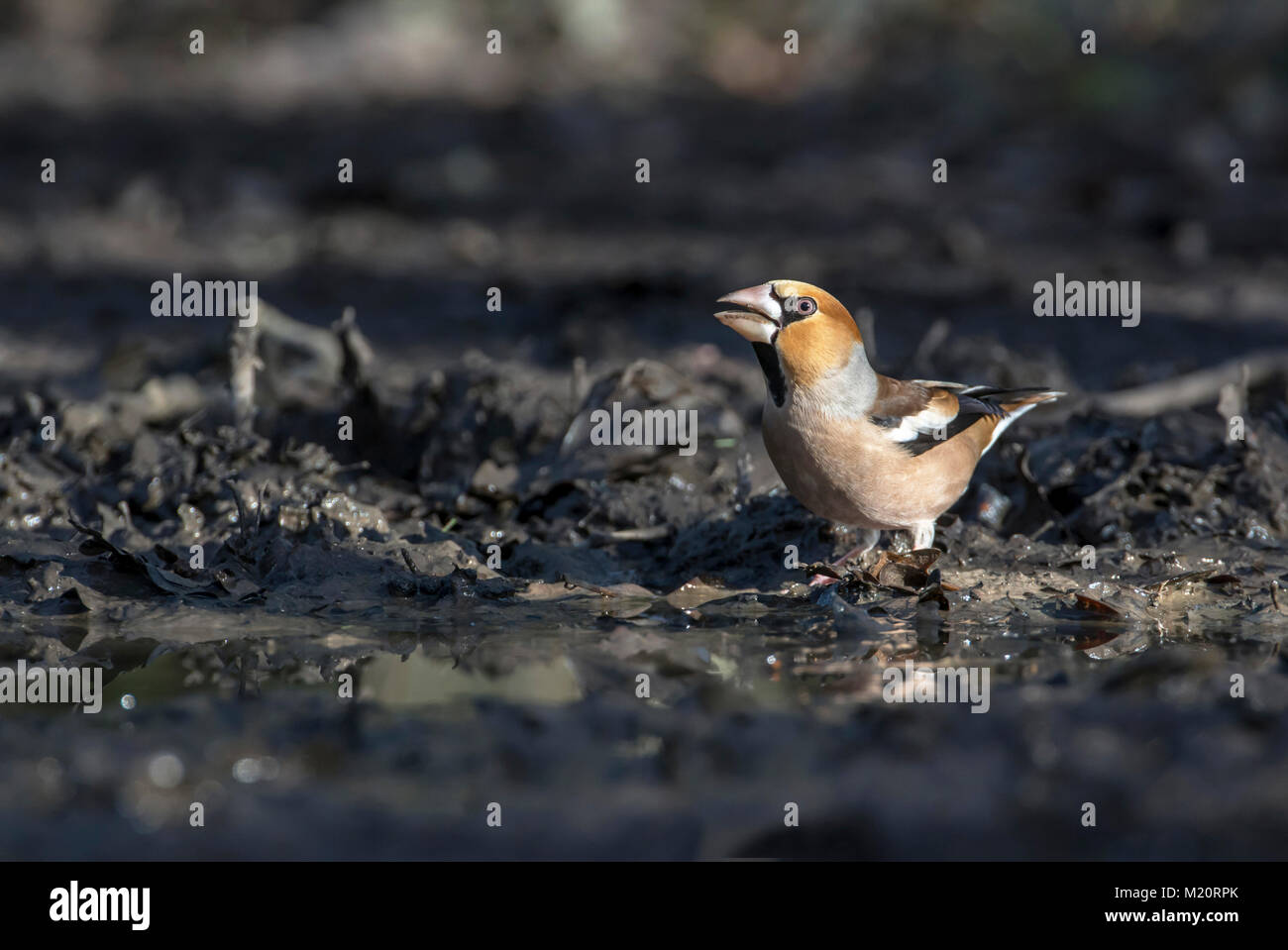 Hawfinch (Coccothraustes coccothraustes) male at a woodland pool Stock ...