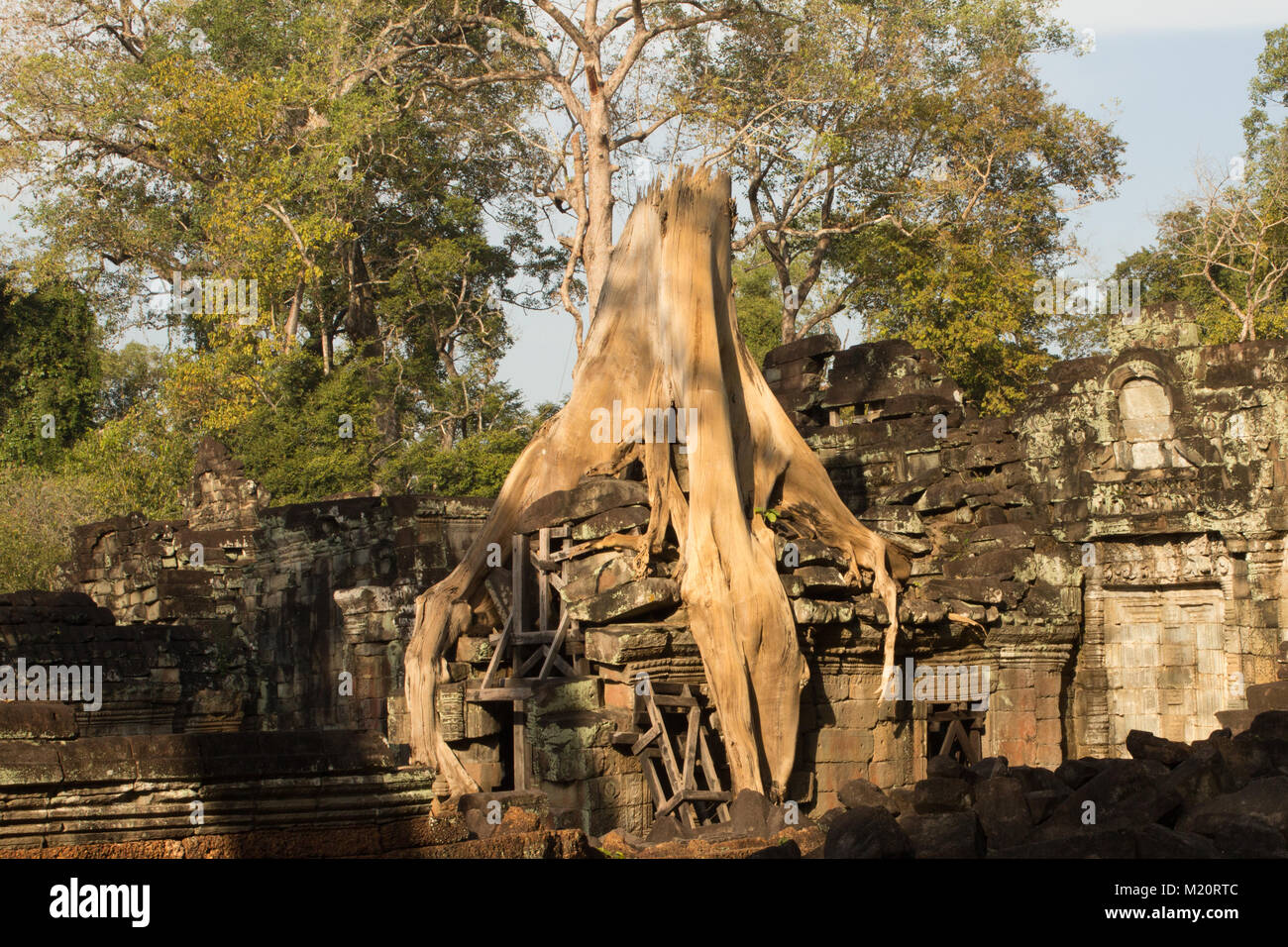 Tree growing over temple ruin, Angkor Wat, Cambodia Stock Photo - Alamy