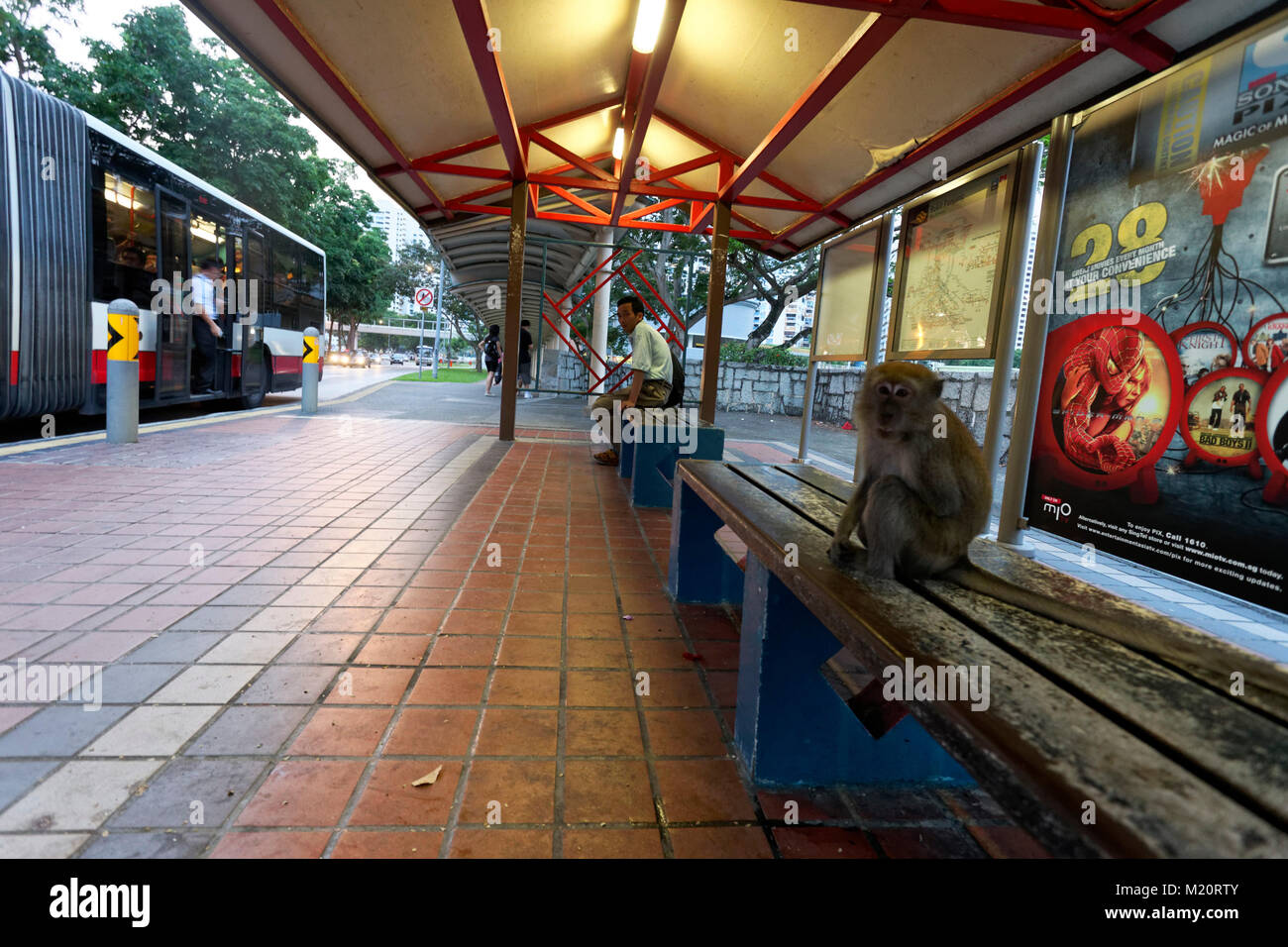Monkey on the bus stop in Singapore Stock Photo - Alamy
