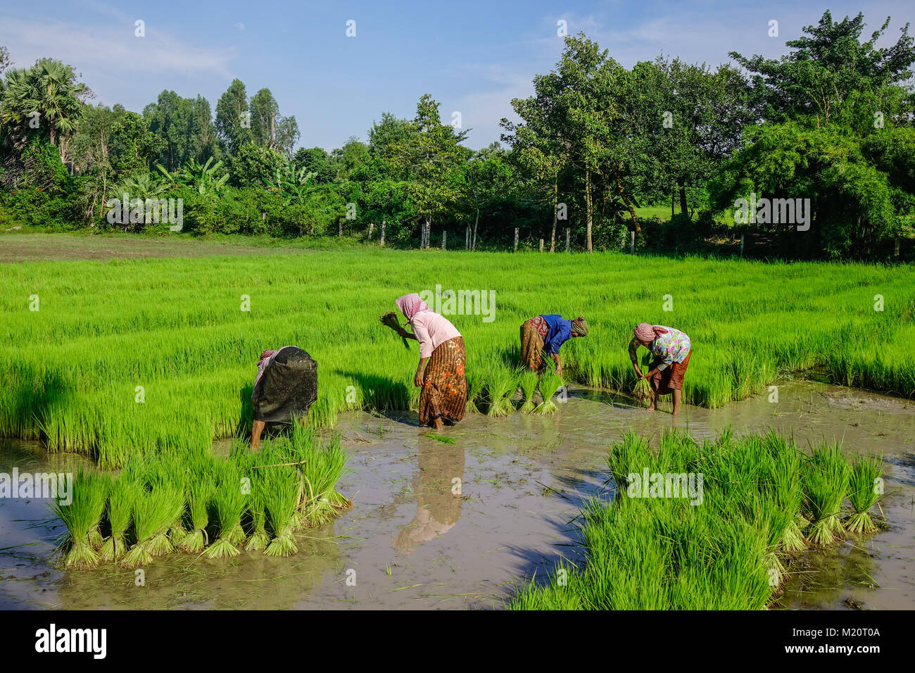 An Giang, Vietnam - Sep 2, 2017. Khmer women working on green rice ...