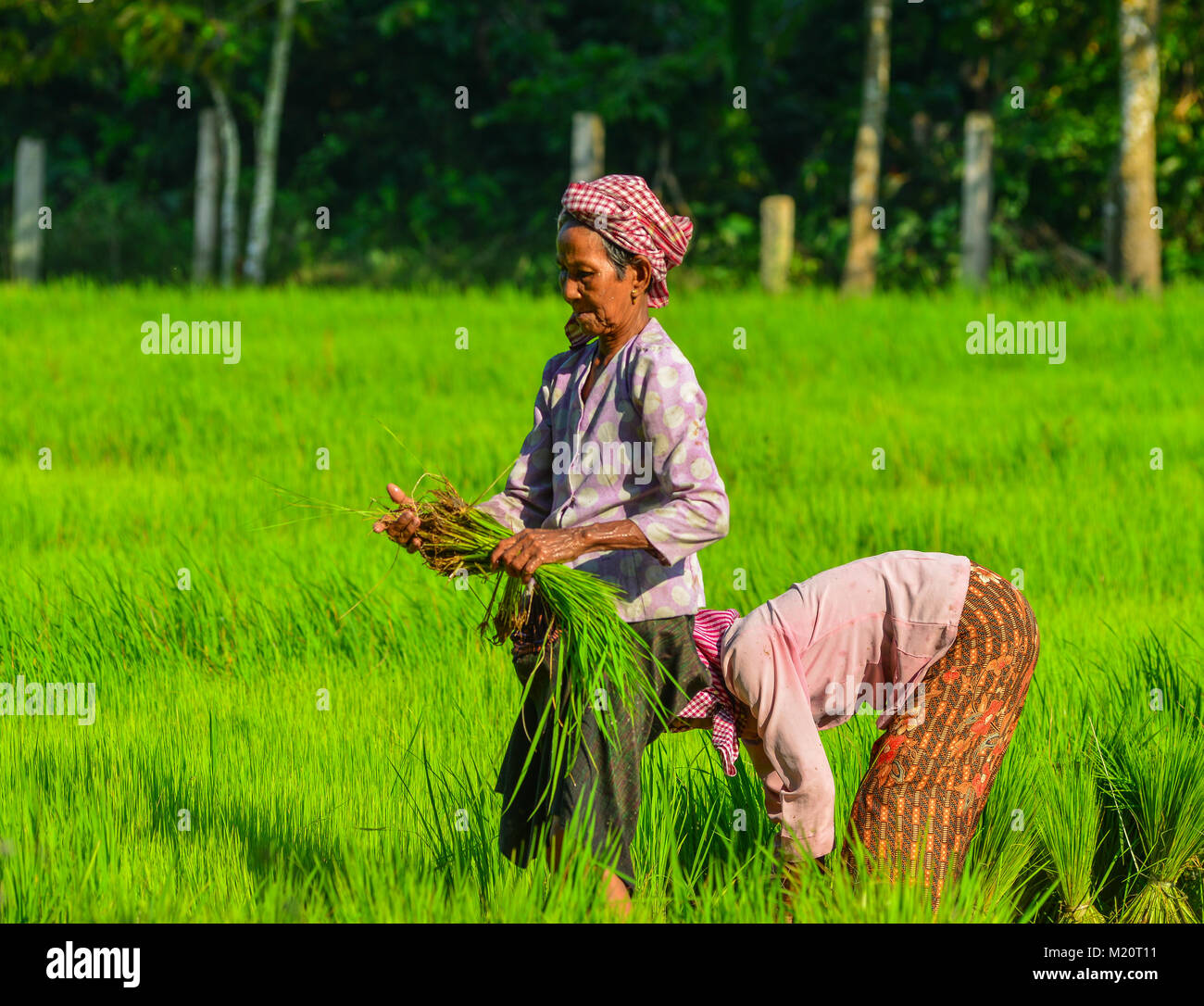 An Giang, Vietnam - Sep 2, 2017. Old women working on rice field in An ...