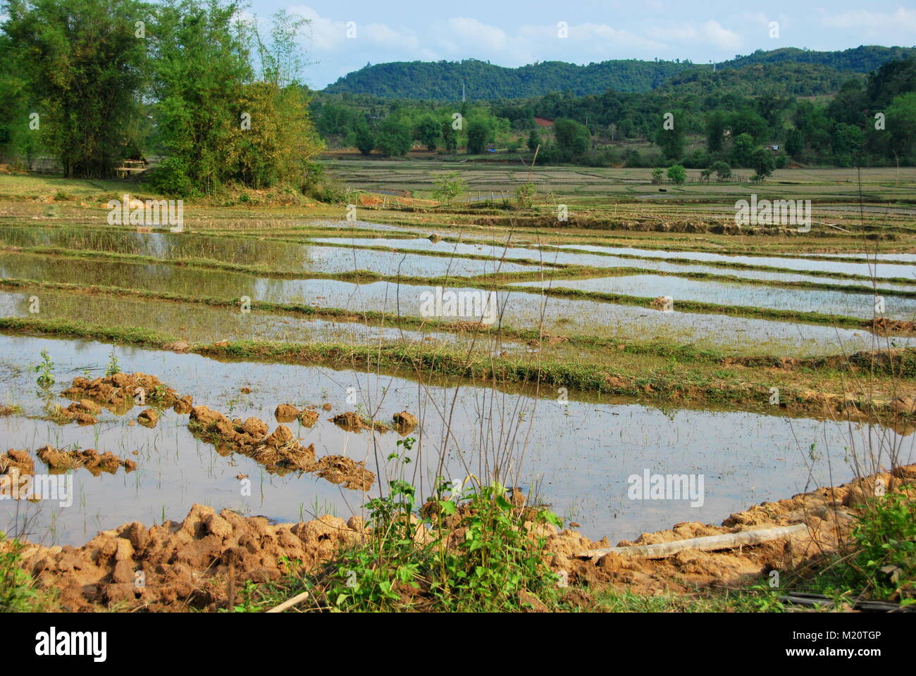 Rice paddy fields near the Plain of Jars archaeological site. The ...