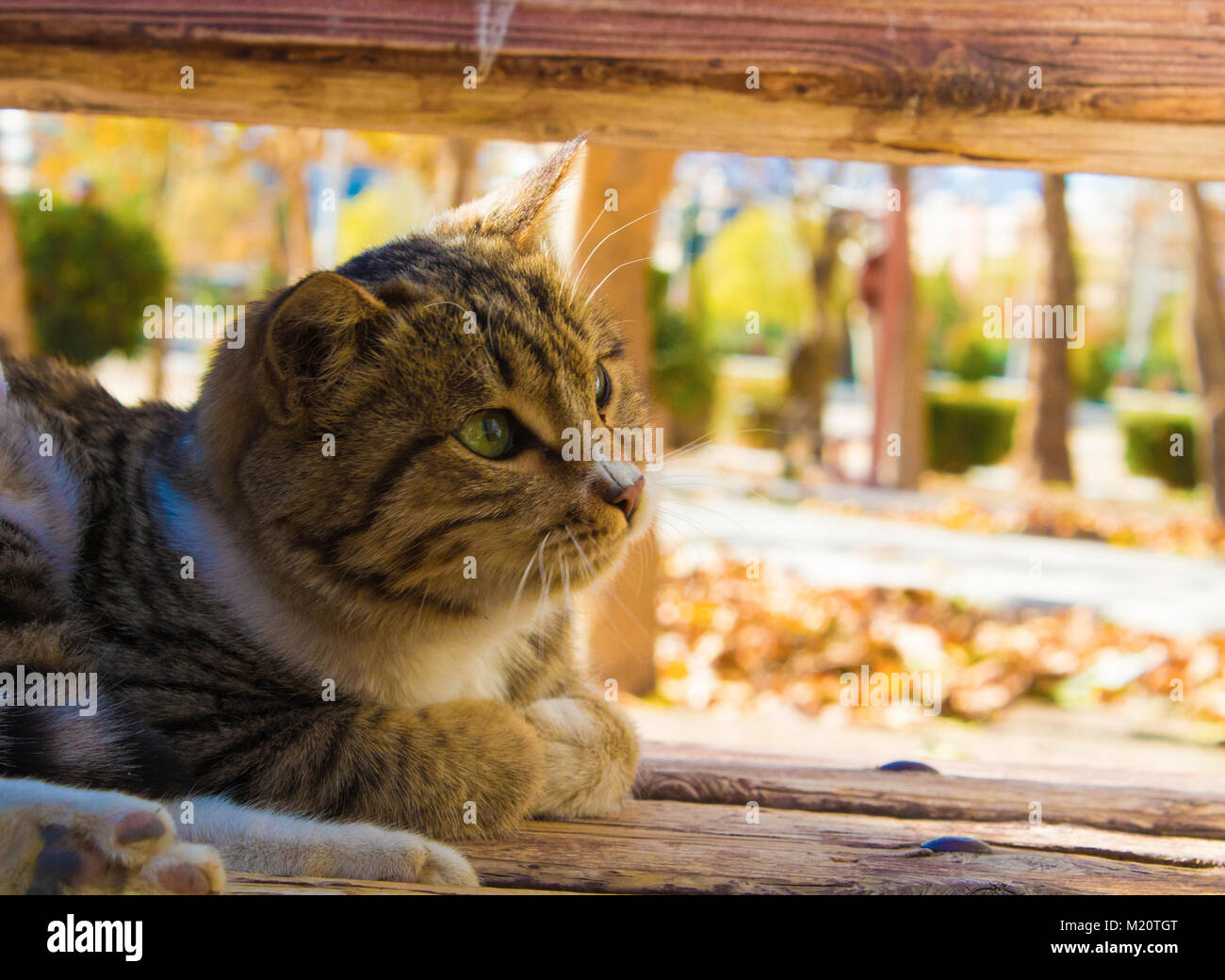 Cat under the sun hi-res stock photography and images - Alamy