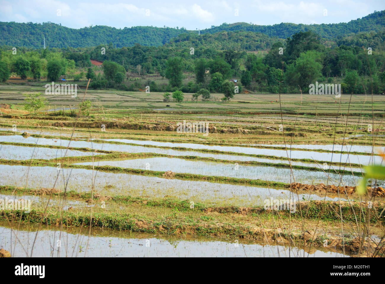 Rice paddy fields near the Plain of Jars archaeological site. The ...