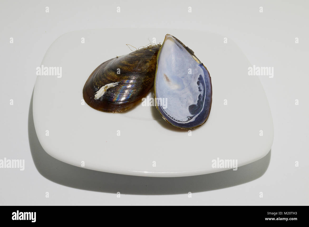 Shell of cooked mussel isolated on plate with white background Stock ...