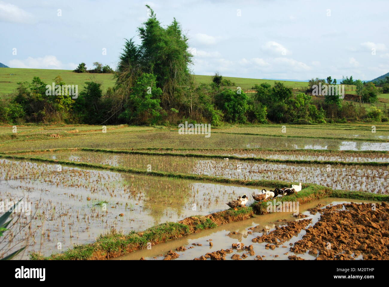 Rice paddy fields near the Plain of Jars archaeological site. The ...