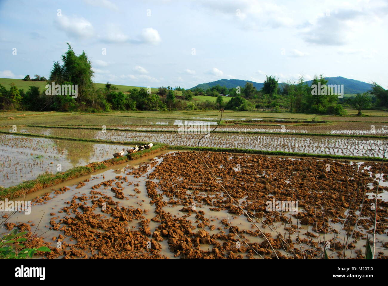 Rice paddy fields near the Plain of Jars archaeological site. The ...