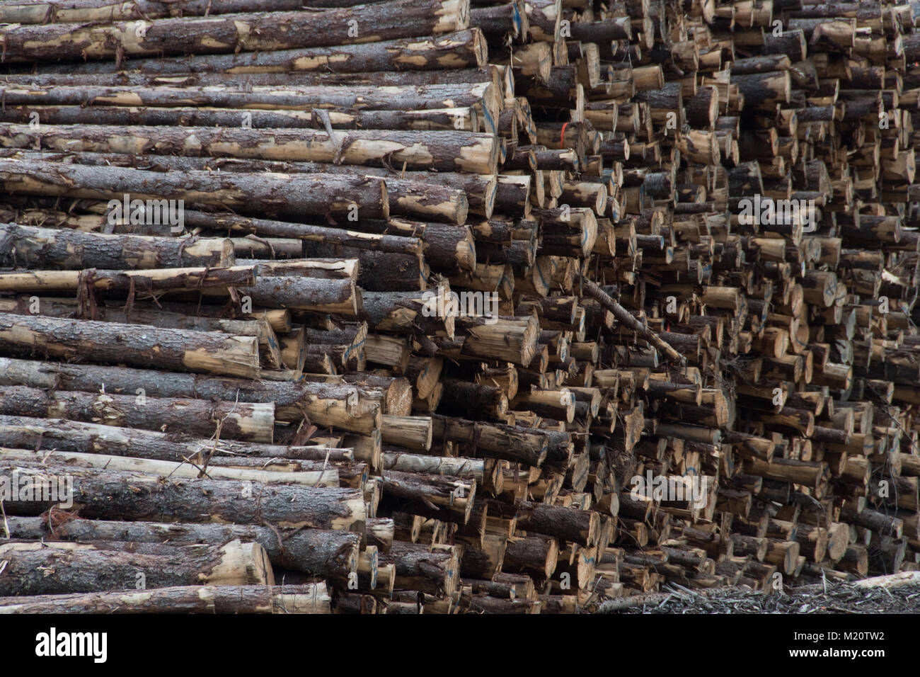 Logging industry quebec hi-res stock photography and images - Alamy