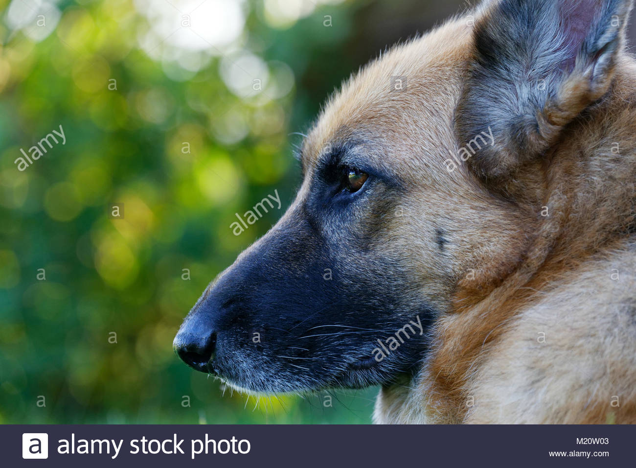 German Shepherd Profile Stock Photos & German Shepherd Profile Stock ...