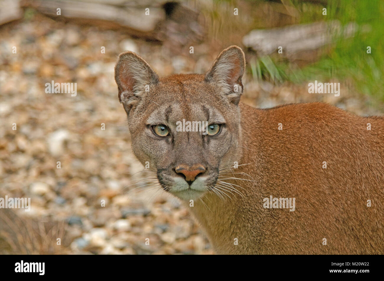Puma, Felis Concolor, America, Wildlife Captive Stock Photo - Alamy