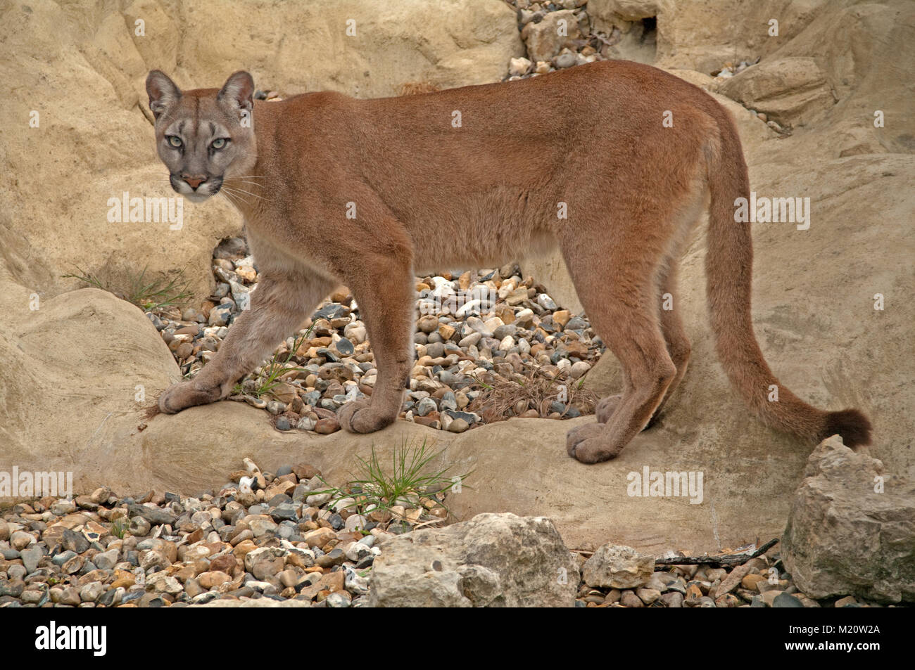 Puma, Felis Concolor, America, Wildlife Captive Stock Photo - Alamy