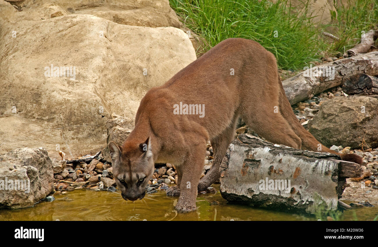 Puma, Drinking, Felis Concolor, America, Wildlife Captive Stock Photo ...