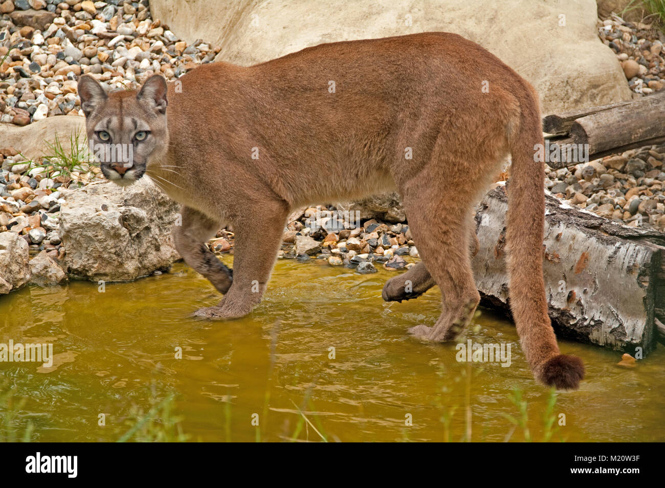 Puma, Felis Concolor, America, Wildlife, Captive Stock Photo - Alamy