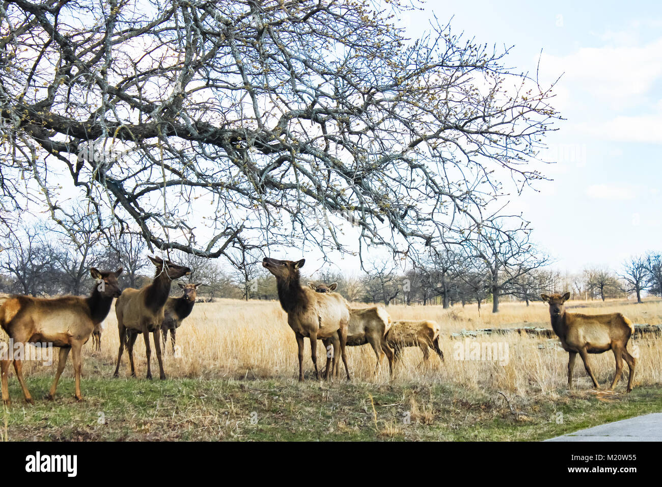 A heard of molting yearling elk eating newly spouted leaves from an ...