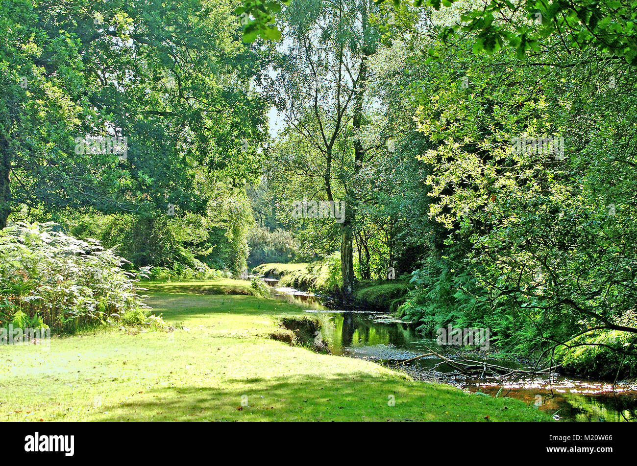 New Forest Stream, Hampshire, England Stock Photo - Alamy