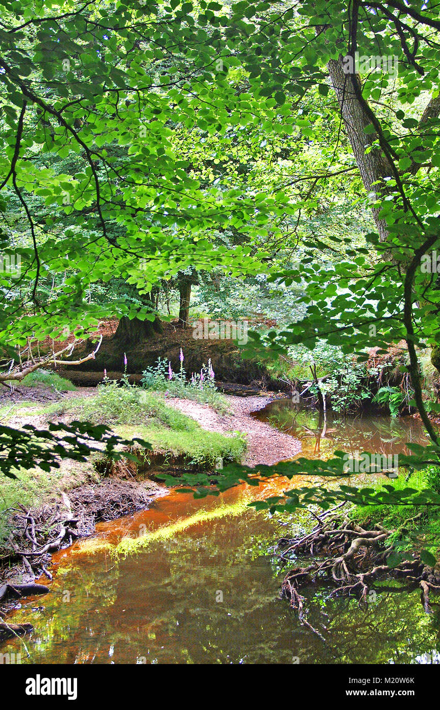 New Forest Stream, Hampshire, England Stock Photo - Alamy
