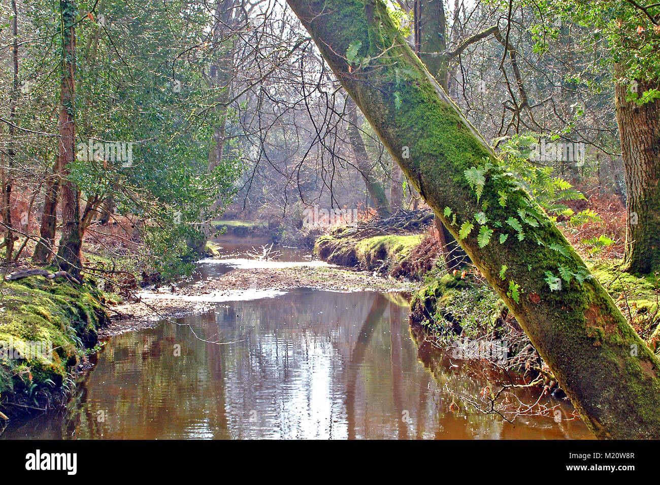 Flood new forest hi-res stock photography and images - Alamy