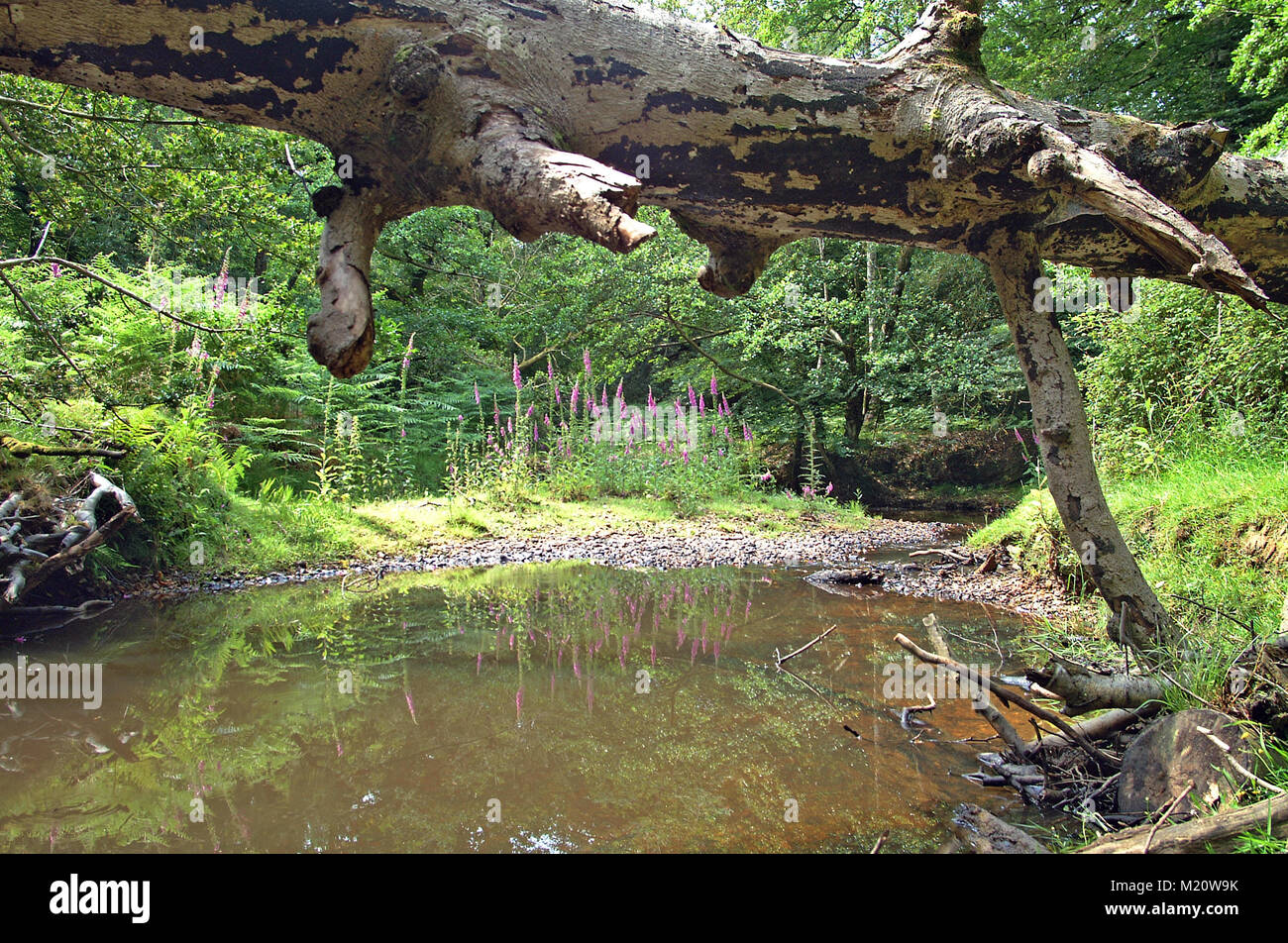New Forest Stream, Hampshire, England Stock Photo - Alamy
