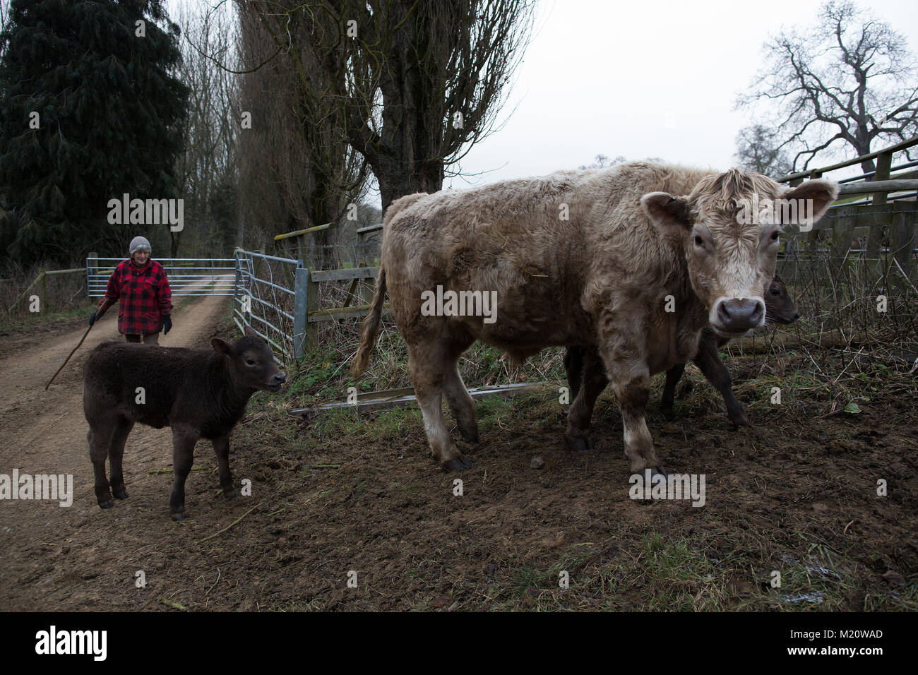 Rosamund Young, author of 'The Secret Life of Cows', photographed on ...