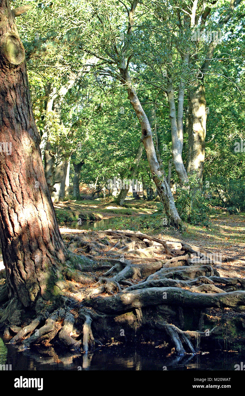 Brockenhurst river stream water trees hi-res stock photography and ...