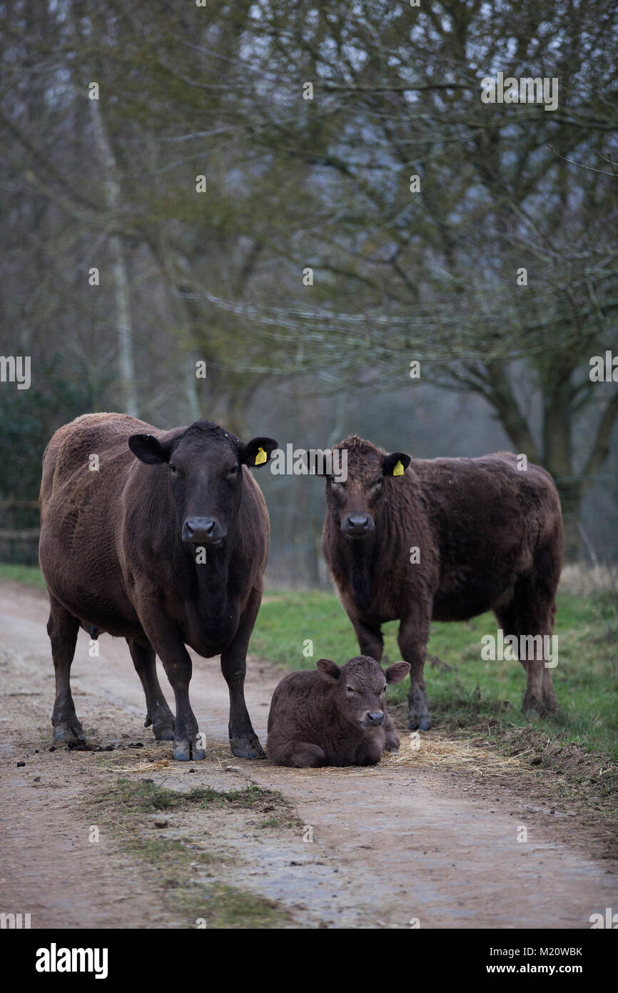 Rosamund Young, author of 'The Secret Life of Cows', photographed on ...