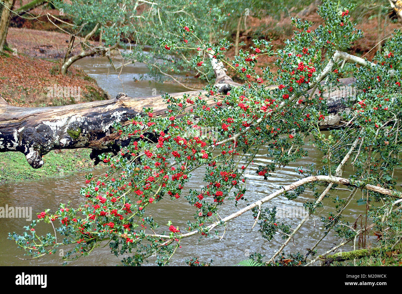 Holly berried tree over New Forest Stream, Hampshire, England Stock ...