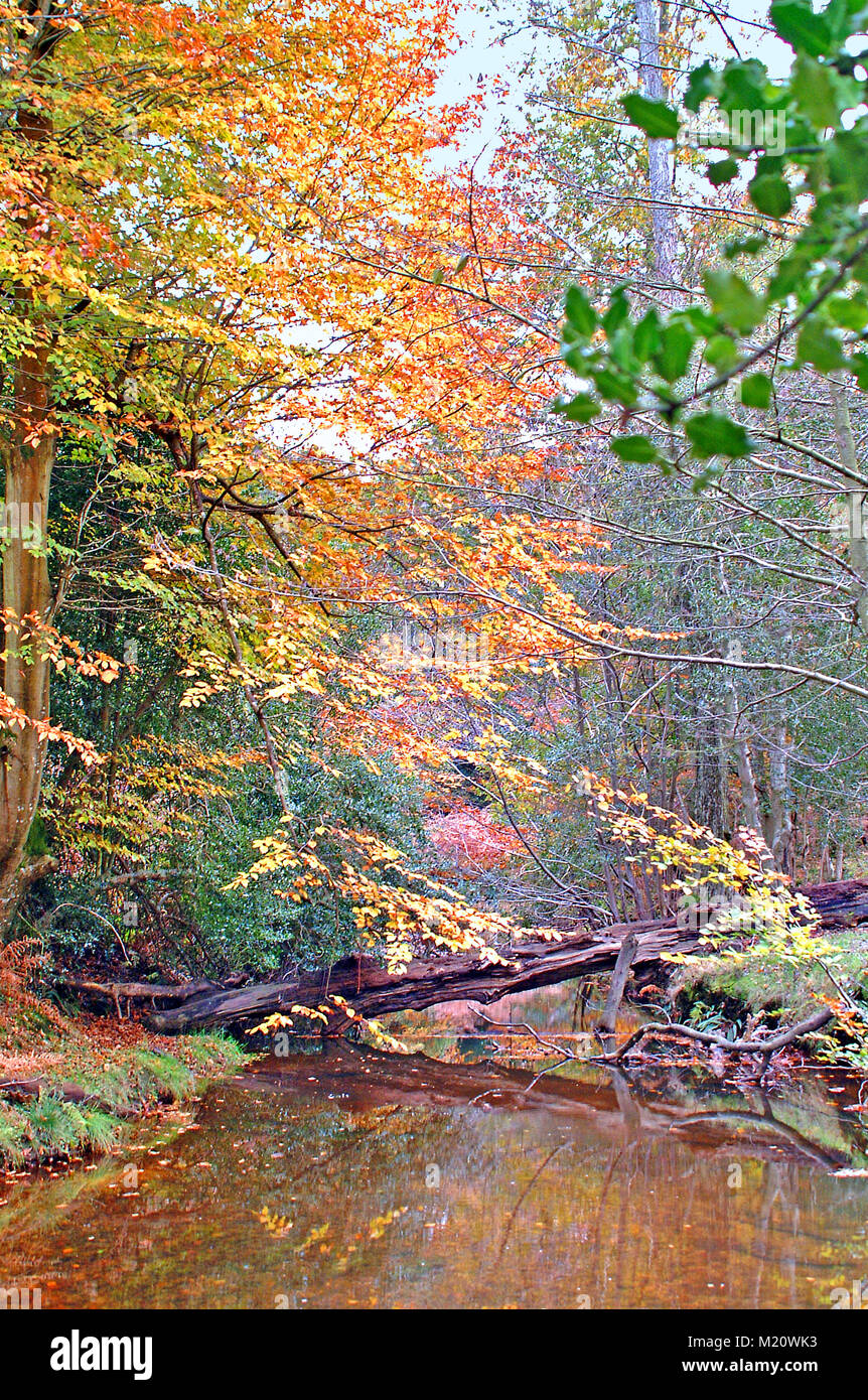 New Forest stream Autumn in the New Forest National Park, Hampshire ...