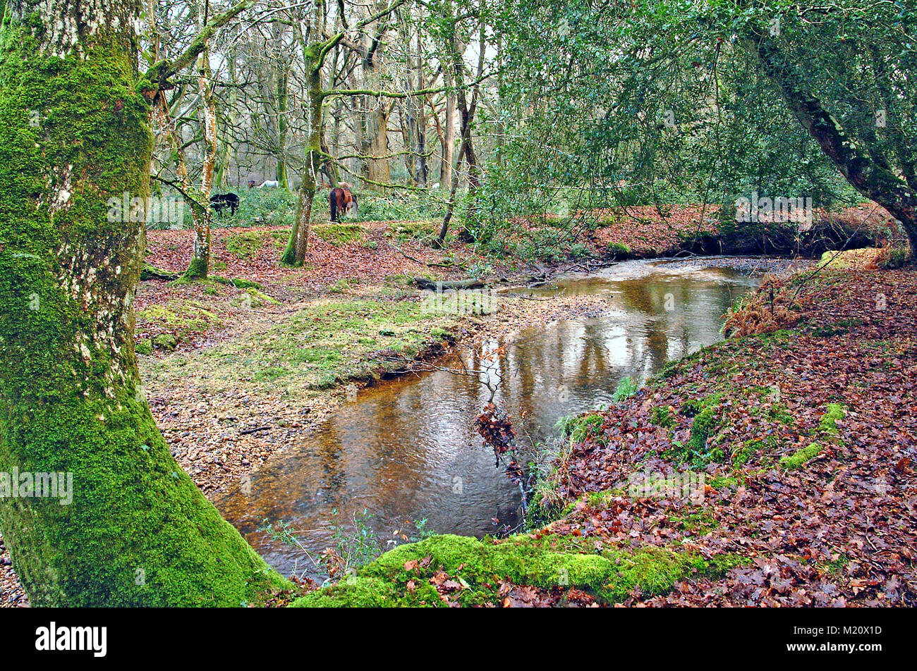 New Forest Stream, Hampshire, England Stock Photo - Alamy