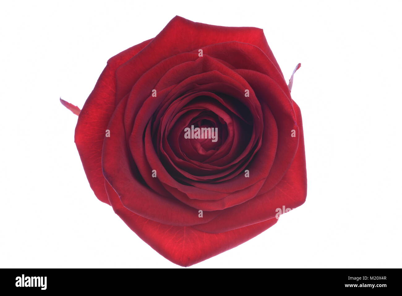 Flower rose head directly above isolated on white background Stock ...