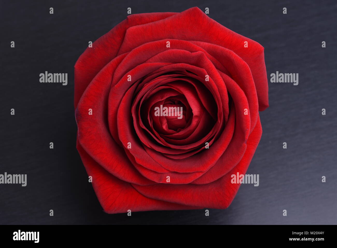 Red rose head on black background Stock Photo - Alamy