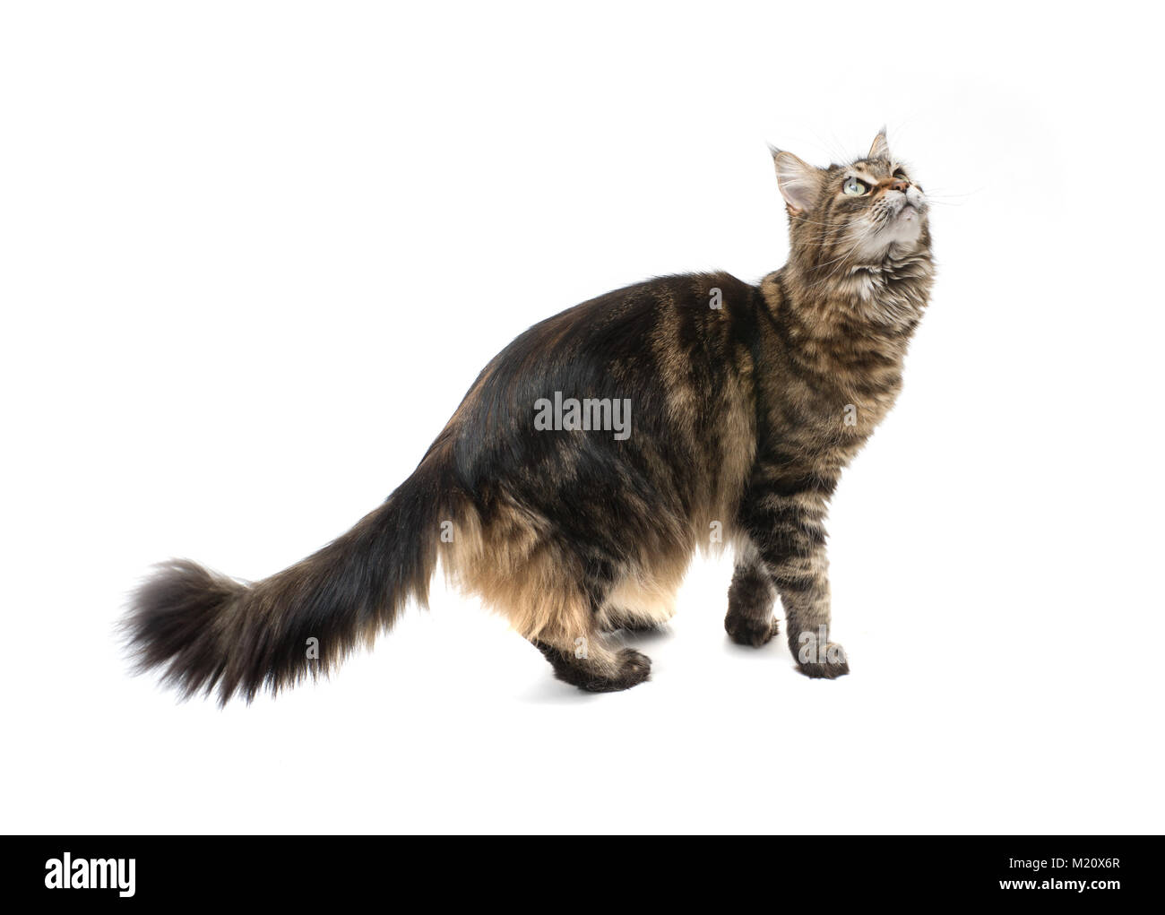 Playful maine coon cat standing on hind legs and looking up. isolated ...