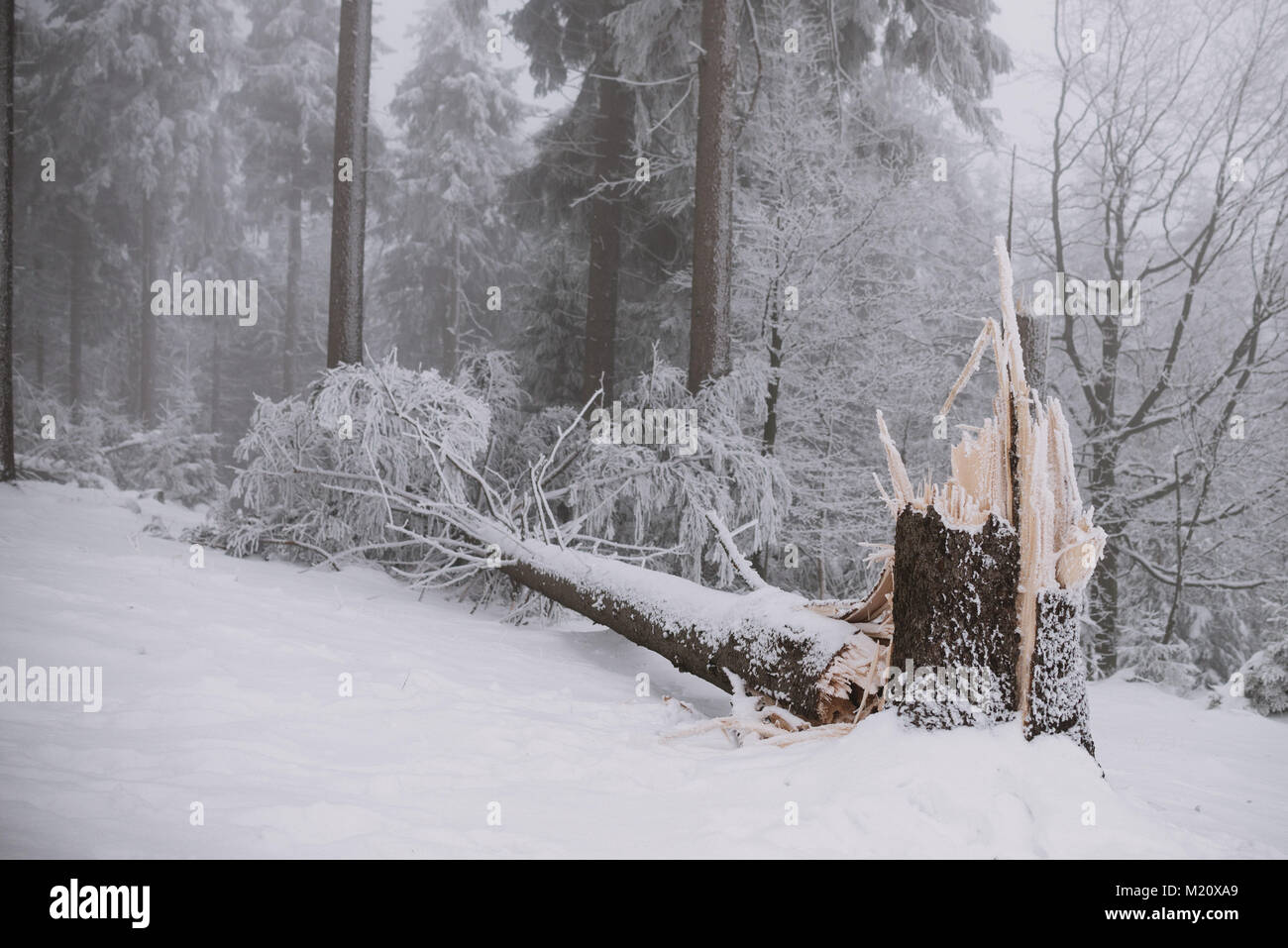 broken tree in the forest, winter and snow Stock Photo - Alamy