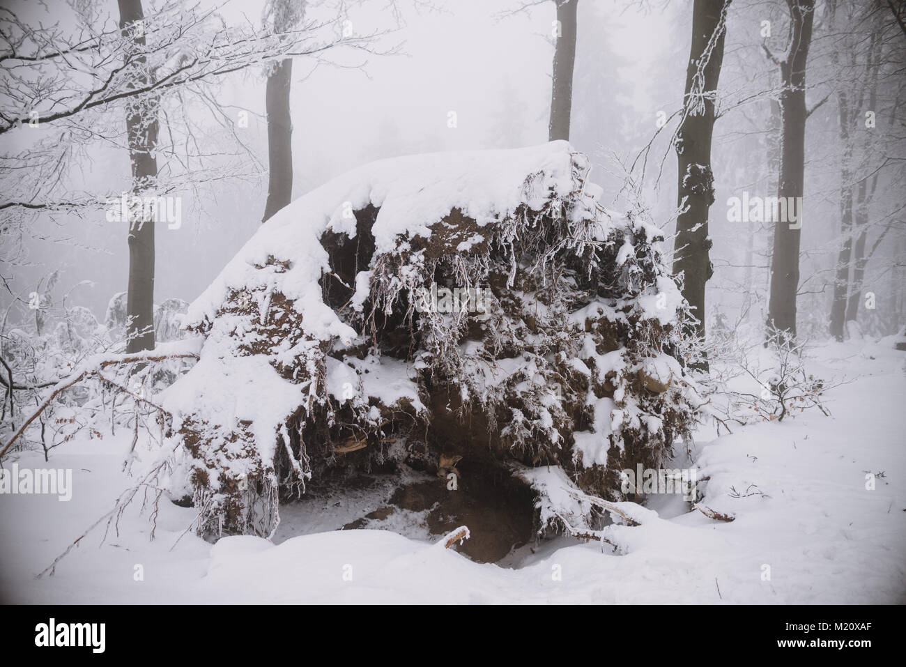 Fox tree hole hi-res stock photography and images - Alamy