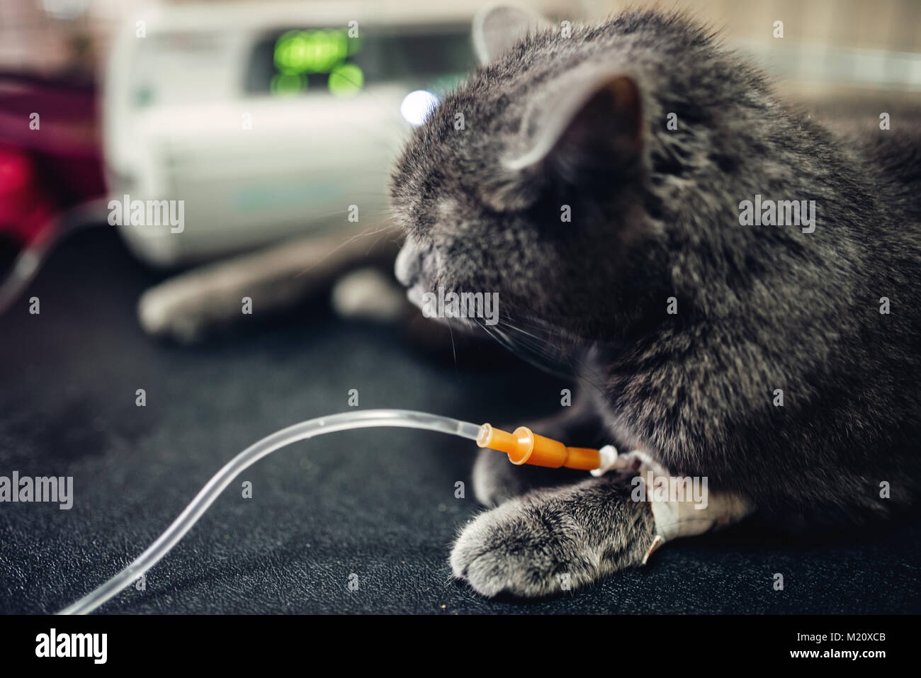 Cat on a drip after surgery operation in veterinary clinic. Vet ...