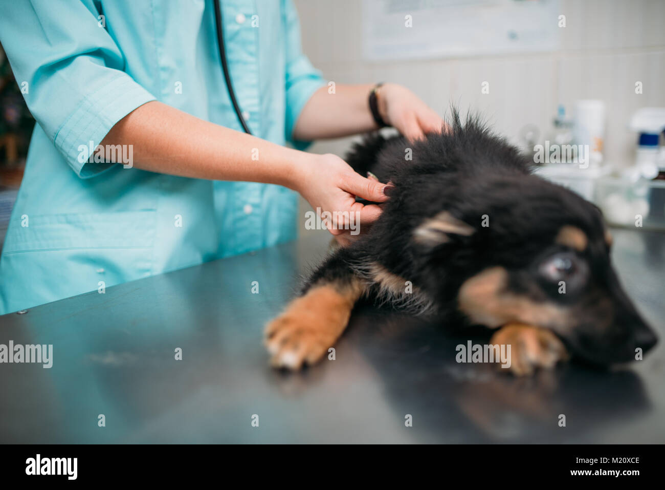 Female veterinarian examining dog, veterinary clinic. Vet doctor, treatment a sick dog Stock ...